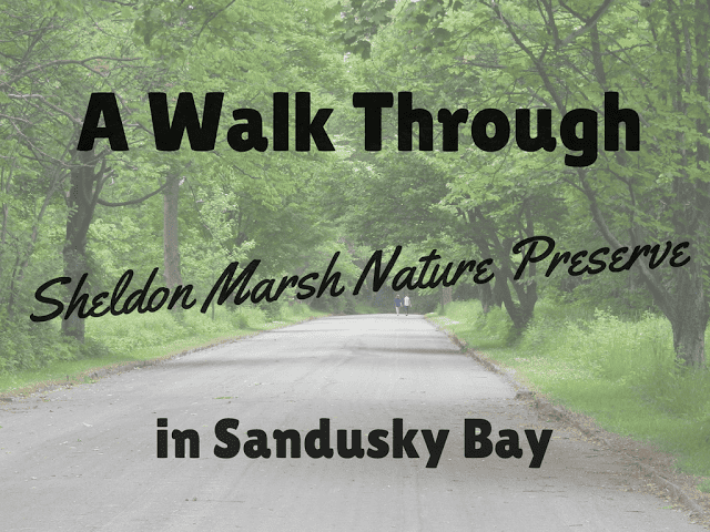 A Walk Through Sheldon Marsh Nature Preserve in Sandusky Bay - Sand and ...