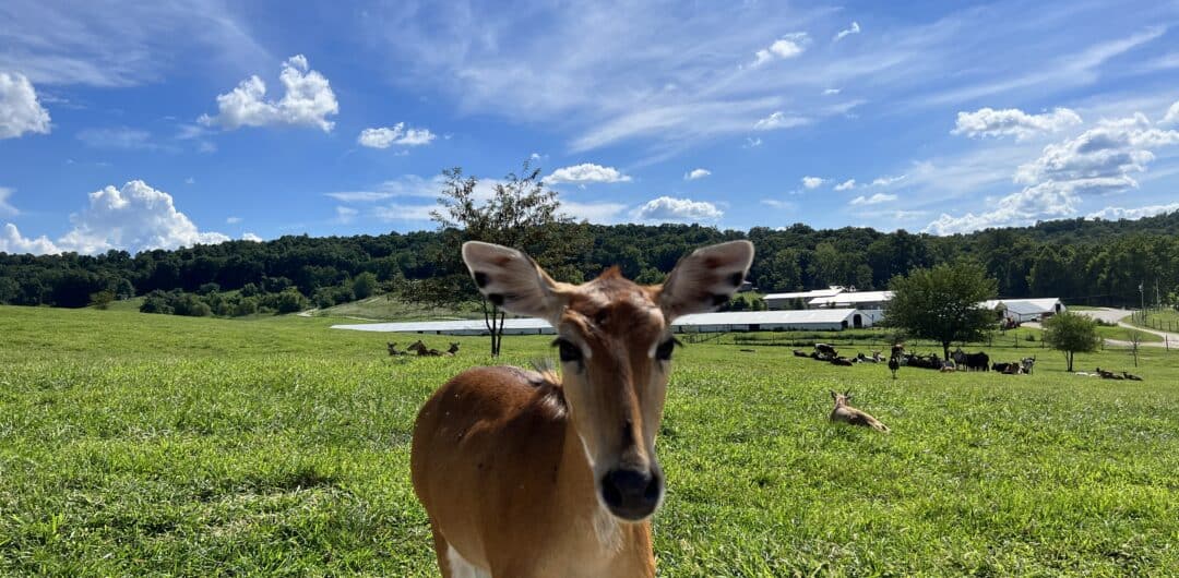 Embrace Nature: Unwind at Wilstem Wildlife Park Cabins - Sand and Snow