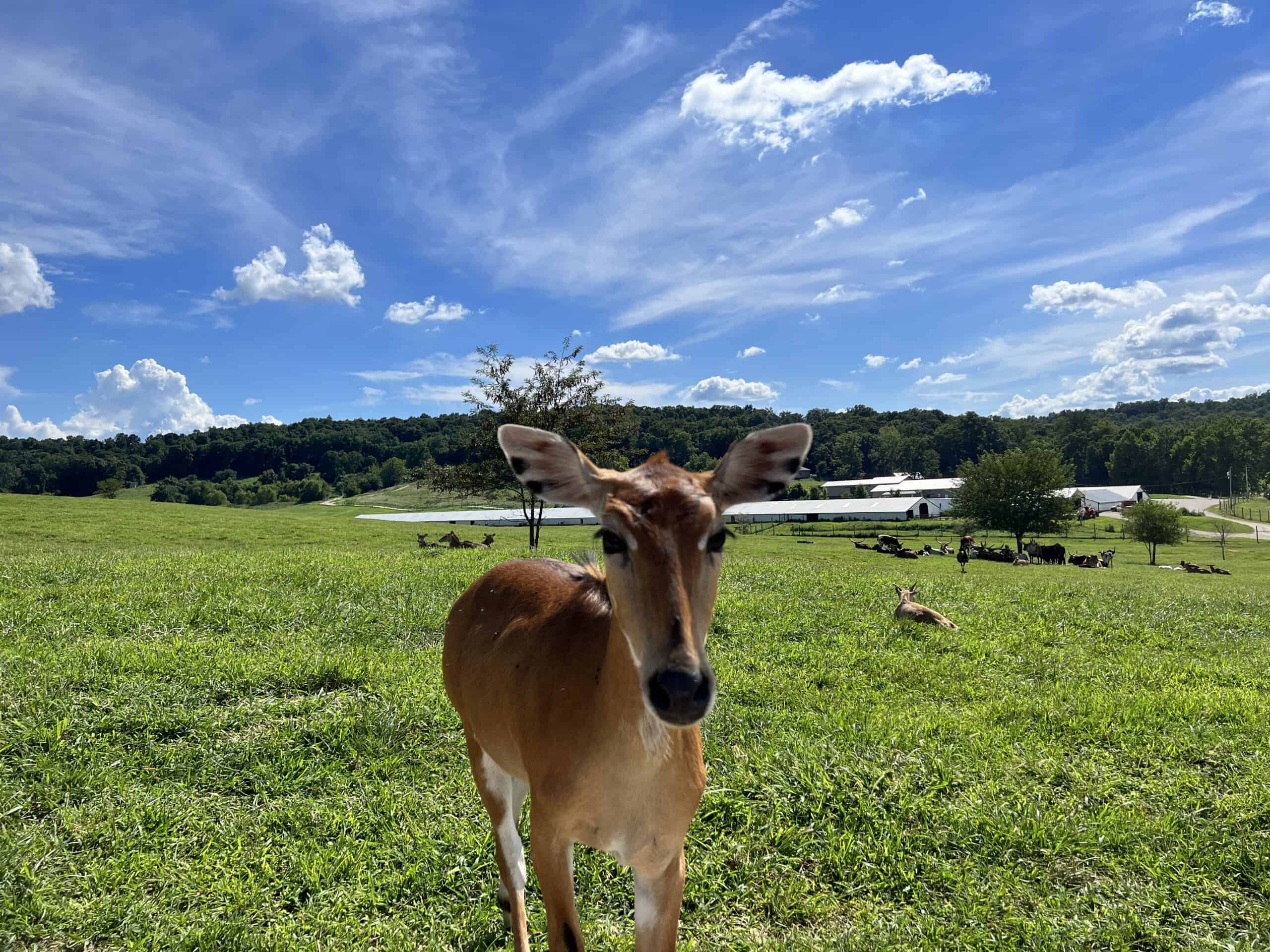 Embrace Nature: Unwind at Wilstem Wildlife Park Cabins - Sand and Snow