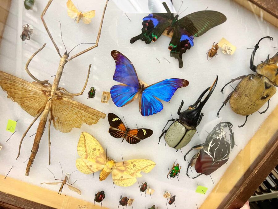 Carnegie Museum of Natural History Entomology: The More, the Merrier ...