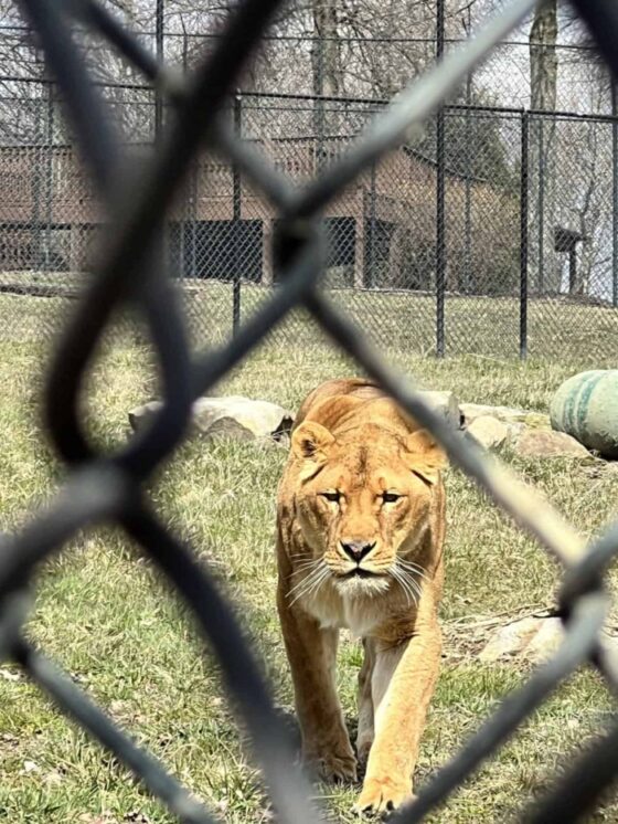 How to Splurge at Nemacolin Resort - A Guide to Luxury in The Laurel ...